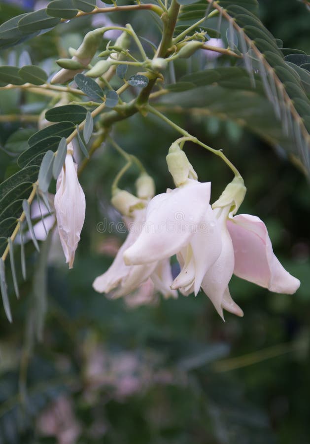 Closed up of Agasta flower stock photo. Image of cork - 53269736