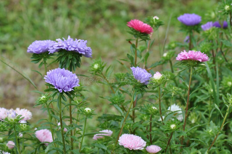 Aster Flowers - Callistephus Chinensis Stock Image - Image of nature ...