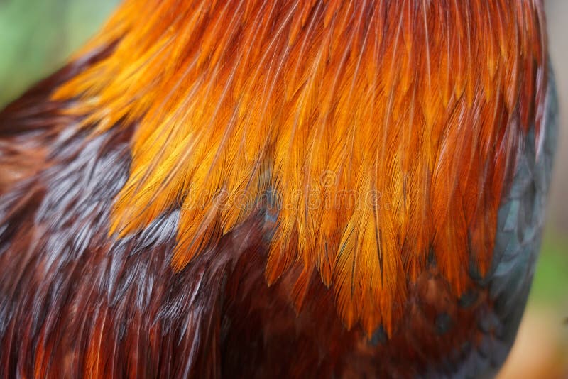 Closed Up of Bantam Feathers Soft , Bright Color Stock Photo - Image of ...
