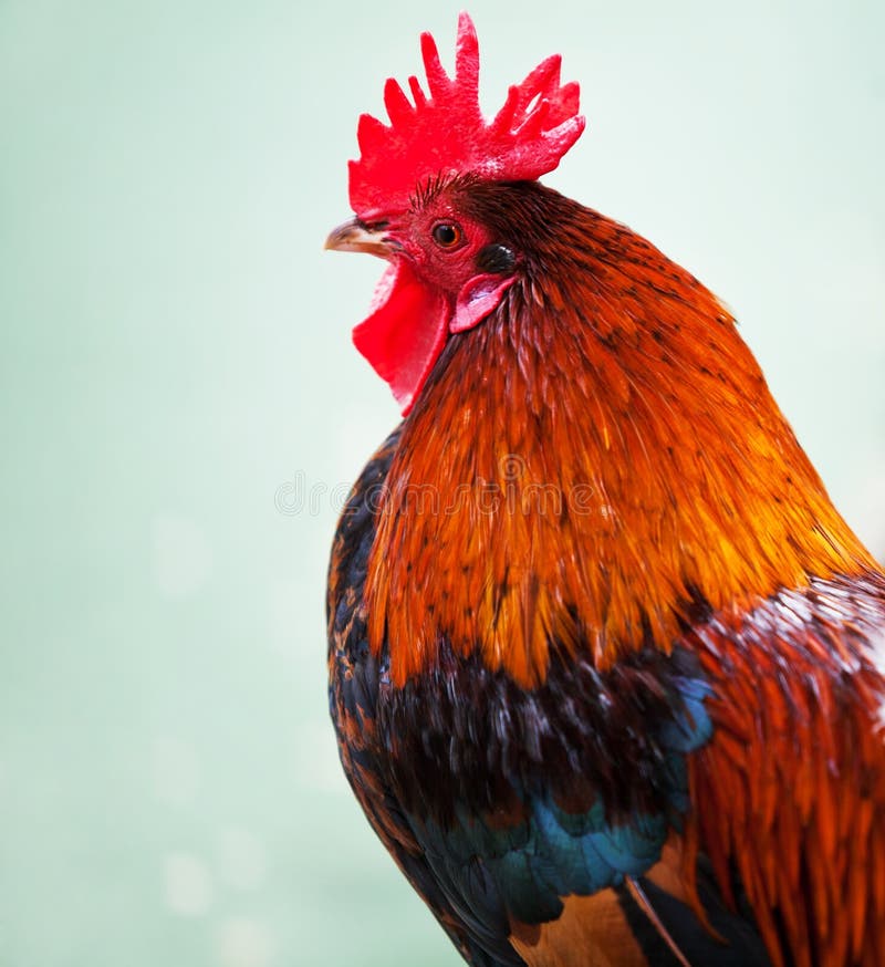 Red rooster stock photo. Image of motley, grand, meat - 29812104