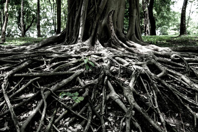 Closed Up Big Tree Roots Show Nature Concept Stock Image - Image of ...