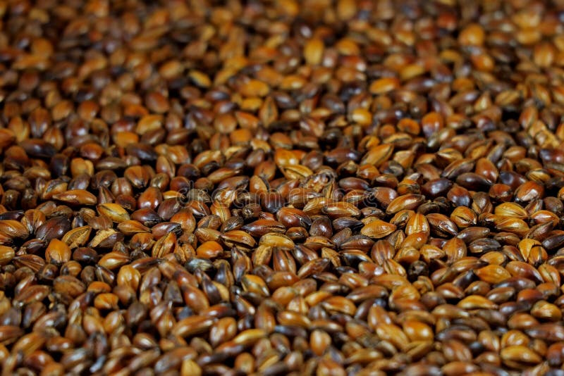 Closed Up Brown Color Roasted Barley for Brewing Tea Stock Image ...