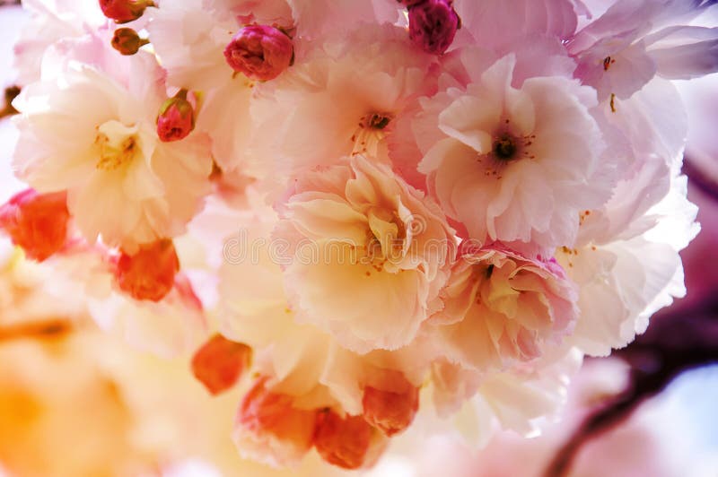 220 Sakura Gradient Stock Photos - Free & Royalty-Free Stock Photos ...
