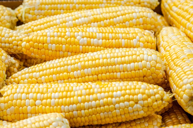 Closed-up Cooked Corn in the Big Pot Stock Image - Image of healthy ...
