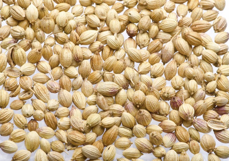 Closed Up Coriander Seeds White Background Stock Photos - Free ...