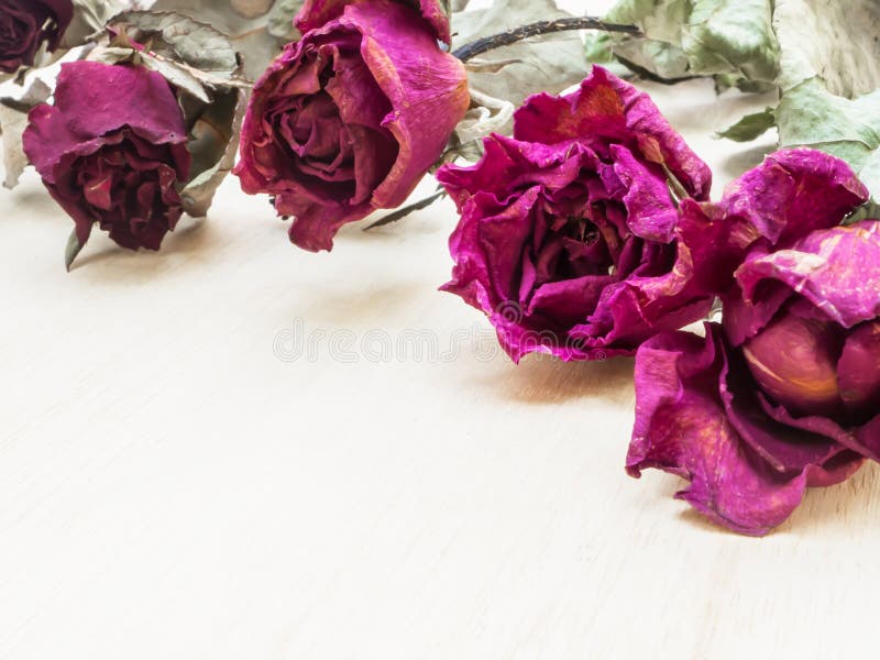 Closed up dried pink roses stock image. Image of delicate - 40911717