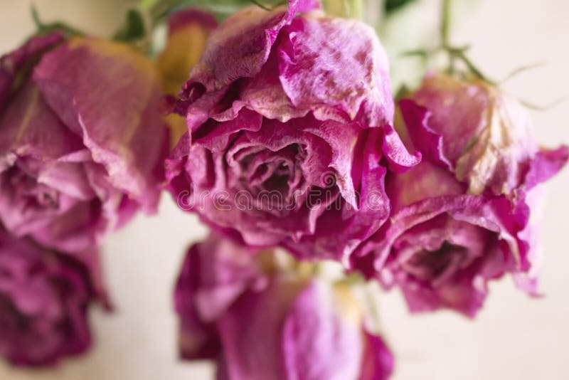Closed up dried pink roses stock photo. Image of beauty - 56310062