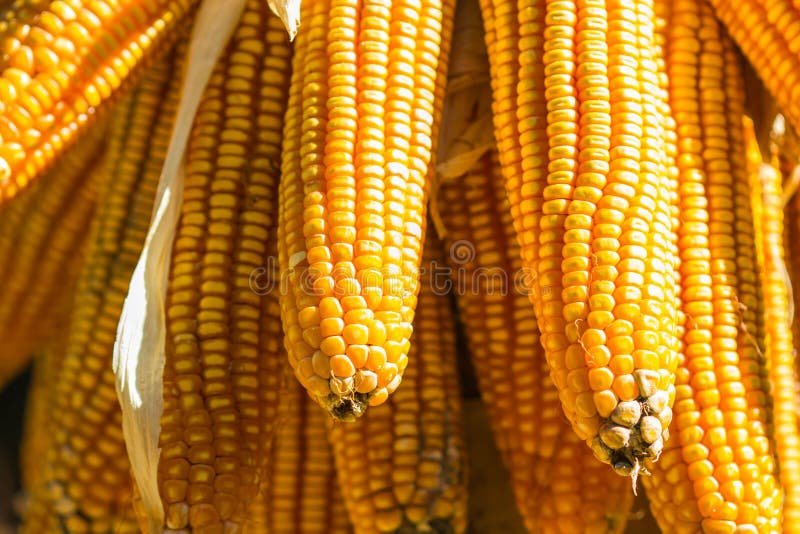 Closed up dry sweet corn stock photo. Image of color - 167235174