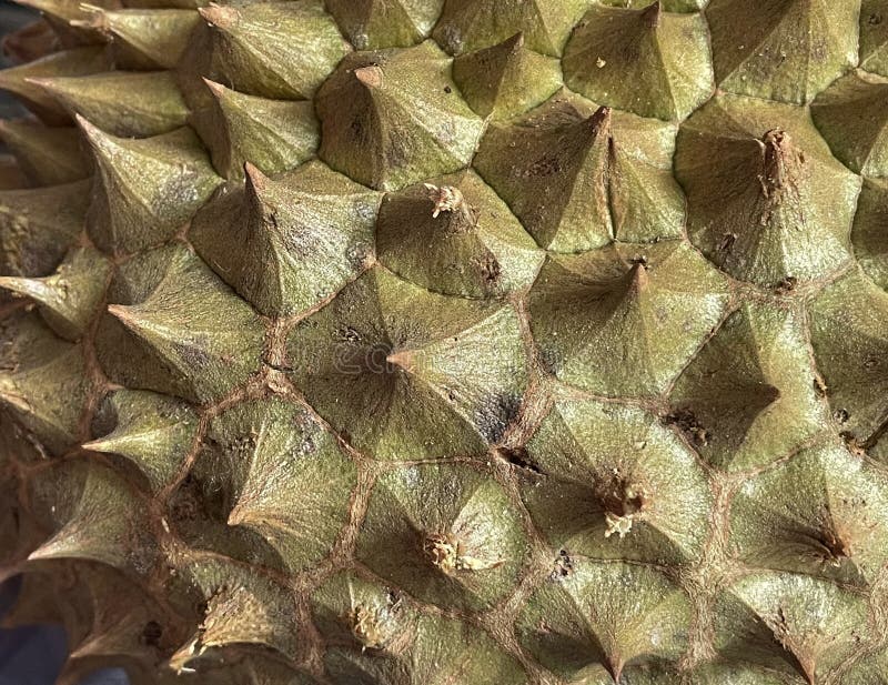 Closed Up Durian Shell Thorn Design by Nature Stock Photo - Image of ...