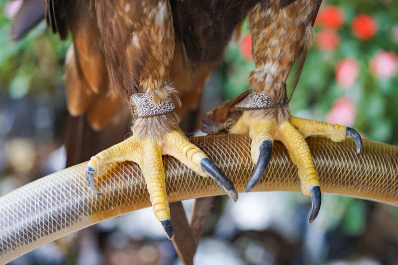 Closed Up Eagle Legs Tied by Rope Stock Photo - Image of feathers ...