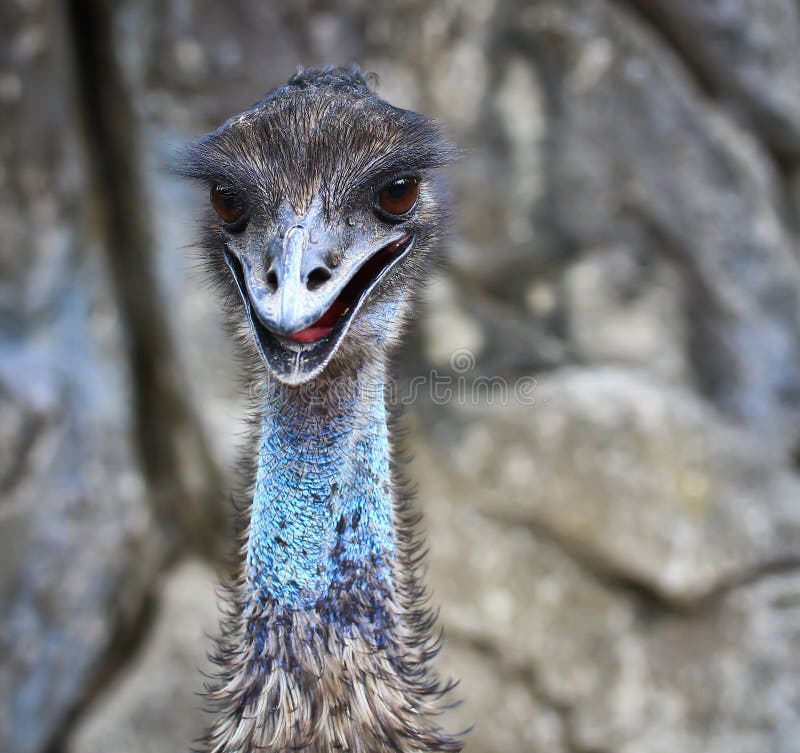 Australian Emu stock photo. Image of wild, animal, birds - 7227512