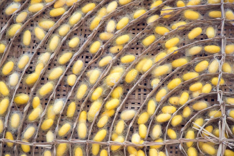 Group of Yellow Lemons in the Market Stock Photo - Image of clementine ...