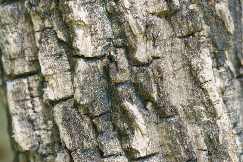 Dry grunge tree stock photo. Image of environment, life - 18648134