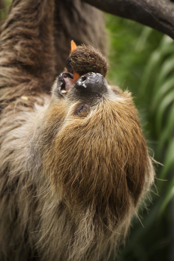 Closed Up Hoffmann S Two-toed Sloth Eating Carrot Stock Image - Image ...