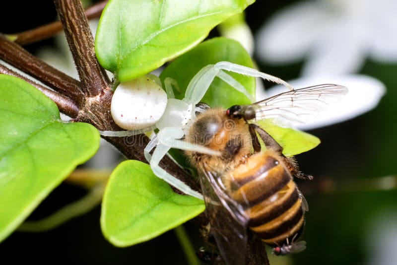 Closed Up Macro ; Extremely Sharp and Detailed of Spider. Focus on Eye ...