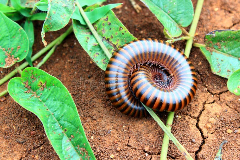 Closed Up Millipede on Soil Stock Photo - Image of circle, myriapod ...