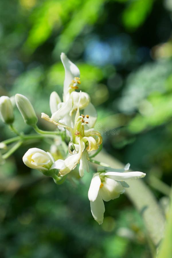 Closed-up Moringa Flowers on Its Tree in Nature Background.Selective ...