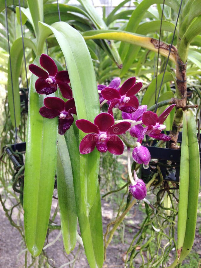 Orchid Trees are Growing on a Big Tree Stock Photo - Image of ...