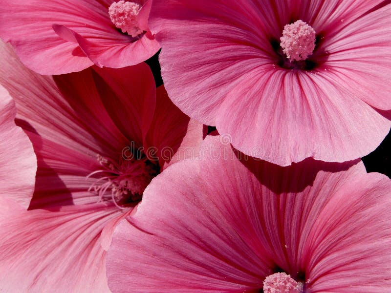 Pink Mallow Flower stock image. Image of nature, mallow - 239925