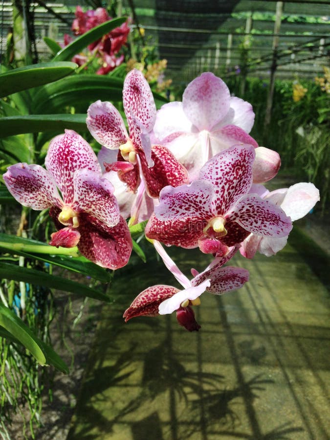 Orchid Trees are Growing on a Big Tree Stock Photo - Image of ...