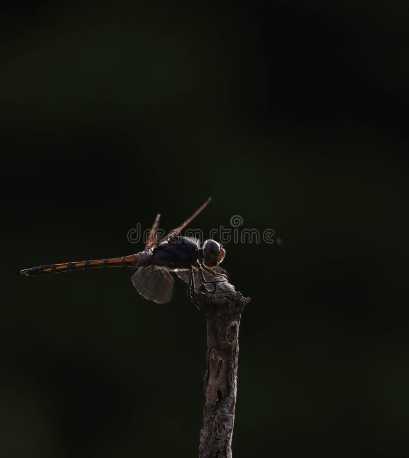 Dragonfly Resting on a Tree Branch Stock Photo - Image of wing ...