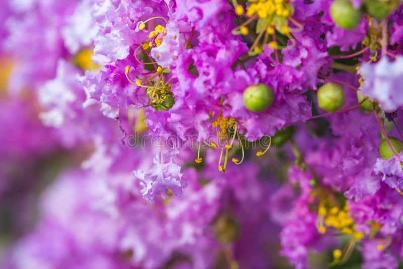 Closed-up Purple Crape Myrtle Flower Stock Photo - Image of wild ...