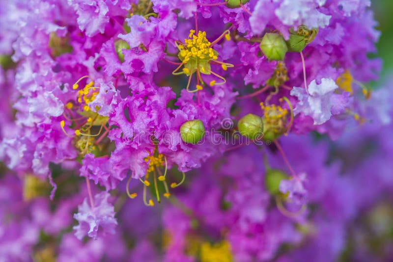 Closed-up Purple Crape Myrtle Flower Stock Photo - Image of crapemyrtle ...