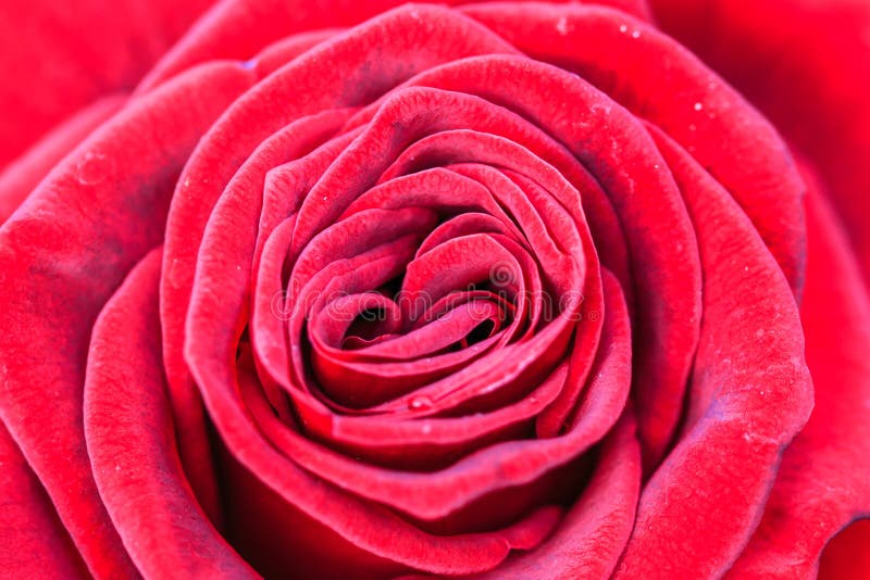 A red rose stock photo. Image of folds, floral, gift - 30174996