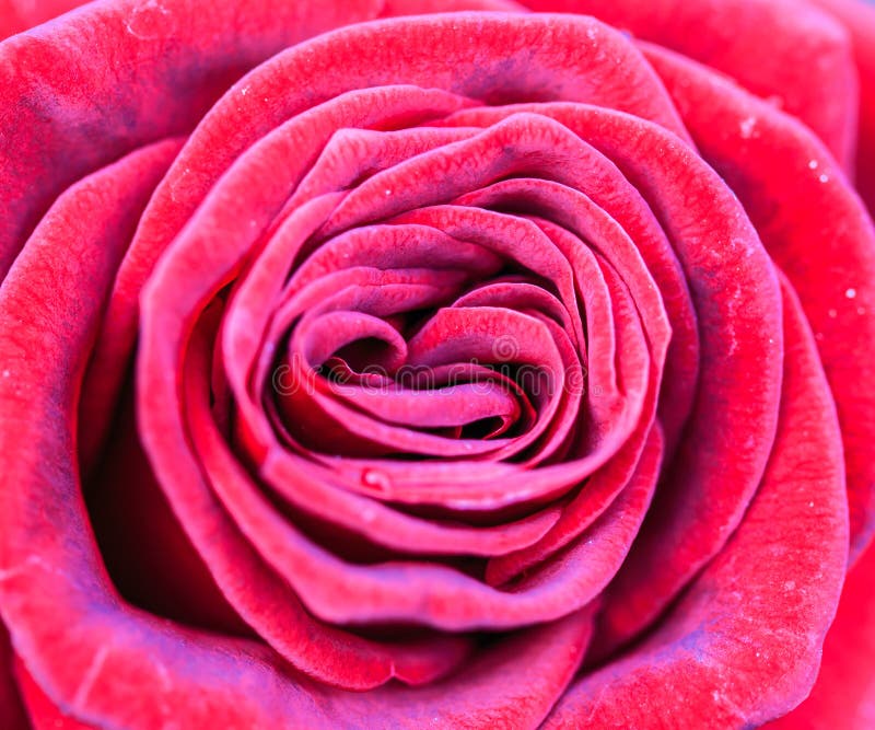 A red rose stock photo. Image of folds, floral, gift - 30174996