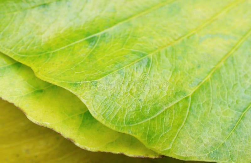 Closed Up and Selective Focus Texture Macro of Colorful Leaves in ...