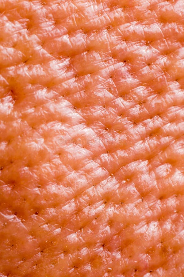 181 Asian Human Skin Texture Up Close Macro Stock Photos - Free ...