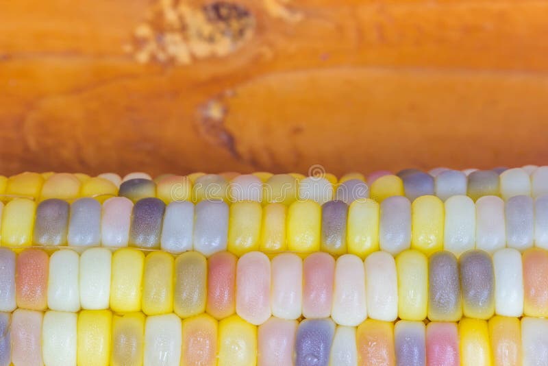 Closed Up Sweet Waxy Corn on Wood Table Stock Image - Image of purple ...