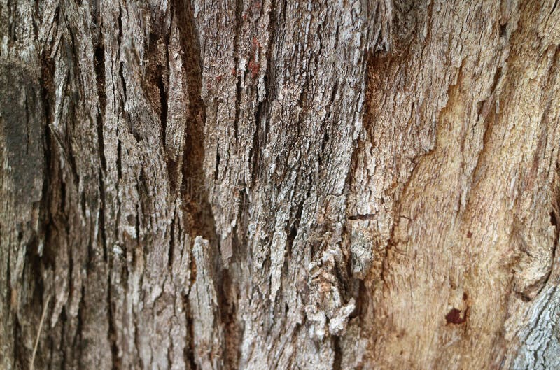 Closed Up Texture of the Rough Tree Trunk Stock Photo - Image of rough ...