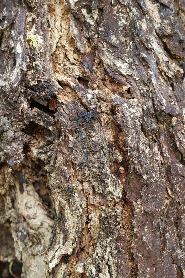 Closed Up Texture of the Rough Tree Trunk Stock Image - Image of plant ...