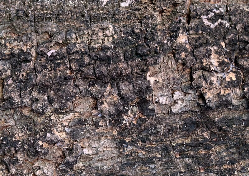 Closed Up of Texture of Tree Bark Skin Stock Image - Image of board ...