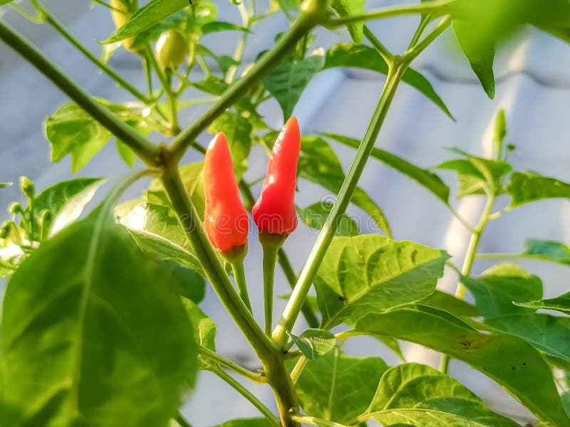 Closed Up View of Chilli Plantation in the Morning Stock Image - Image ...