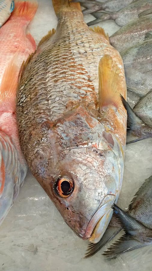 Black Snapper Fish In Water Of Tropical Sea (Macolor Niger), In Stock ...