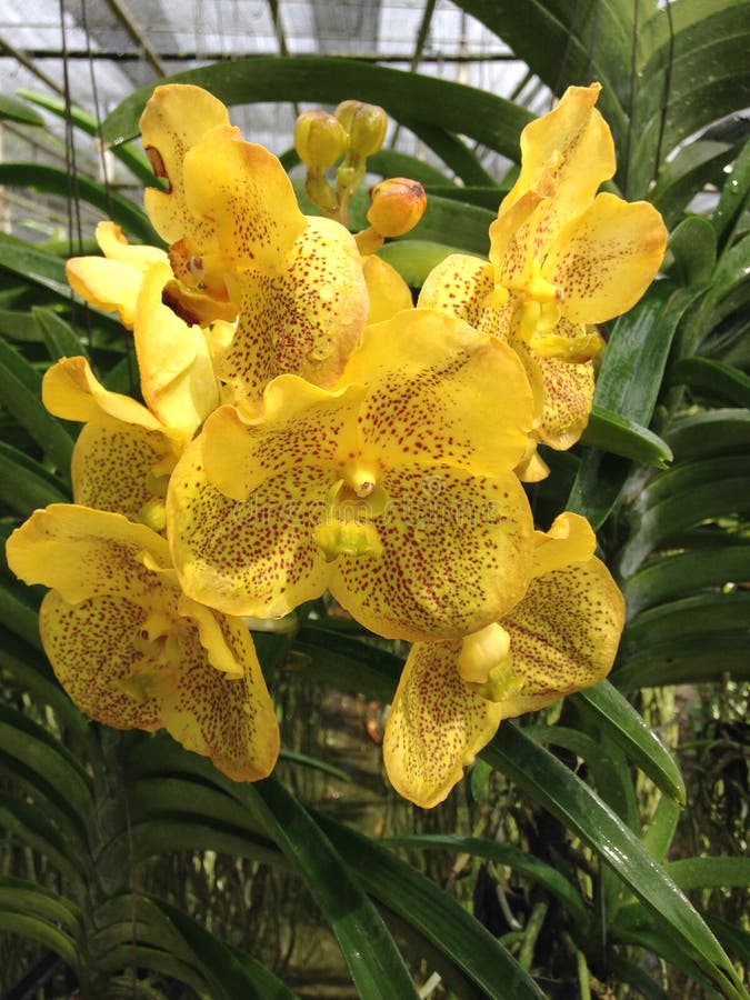 Orchid Trees are Growing on a Big Tree Stock Photo - Image of ...