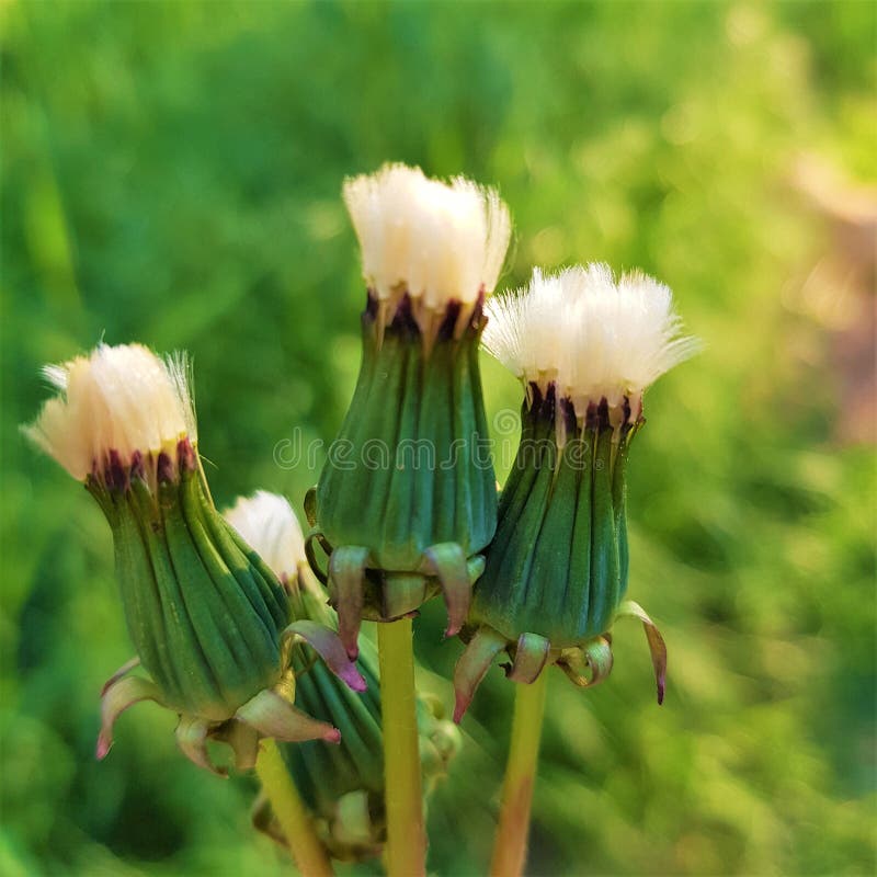 Closed White Fluffy Dandelion Flowers on Green Grass Background Stock ...