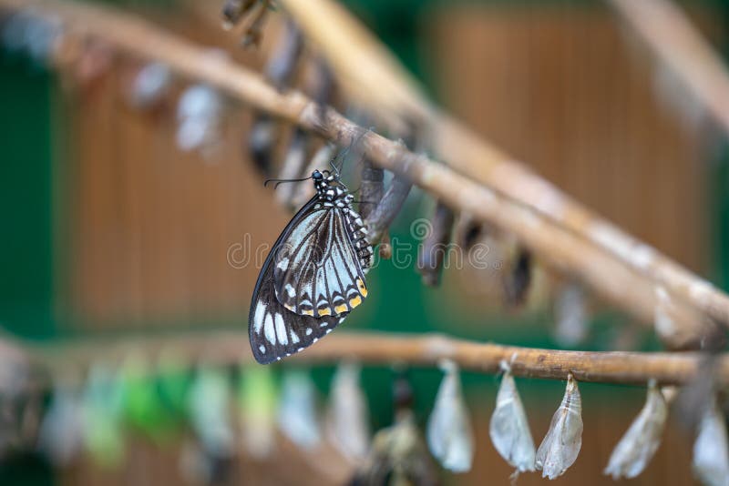 Closed Wing Butterfly Near Cocoons, at Rest Stock Image - Image of ...