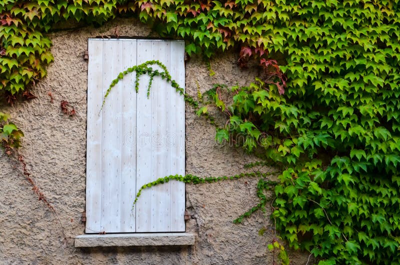 Closed Wooden Window and Grape Leaves Stock Image - Image of outdoors ...