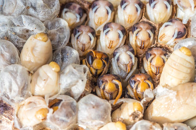 Closedup grub wasp in nest stock image. Image of reproduction - 203166353