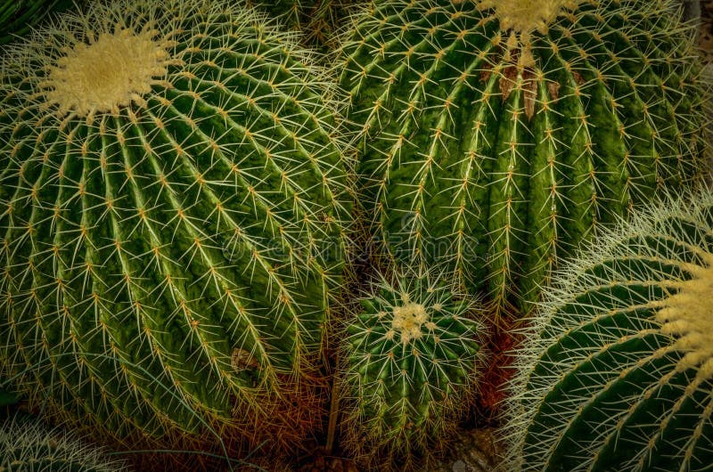 Cactus Family stock image. Image of plant, spines, bunched - 100052095