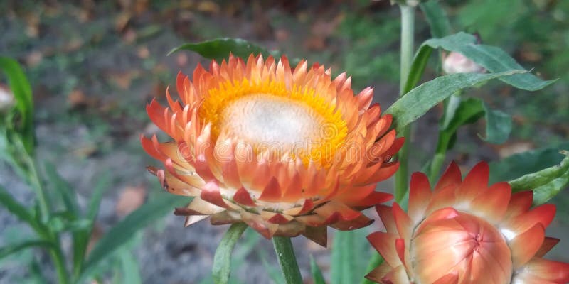 Closely Capture Awesome Flower Red Stock Image - Image of flower ...