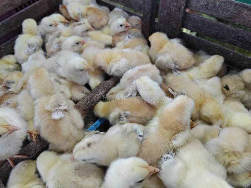 Closely Packed Baby Chicks in the Crowded Container. Stock Photo ...