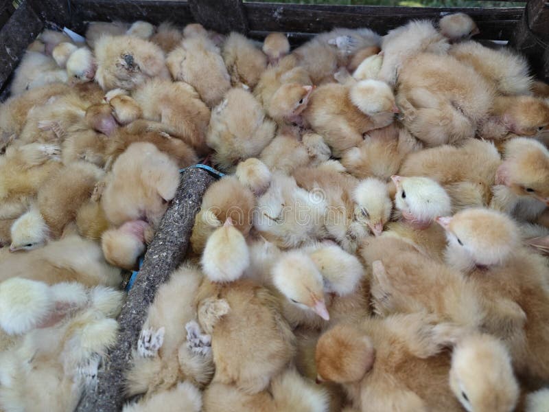Closely Packed Baby Chicks in the Crowded Container. Stock Photo ...