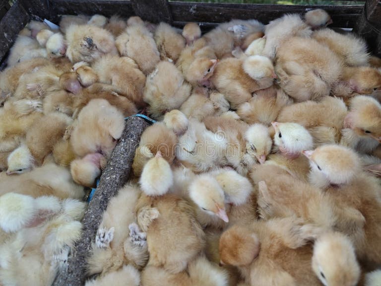 Closely Packed Baby Chicks in the Crowded Container. Stock Photo ...
