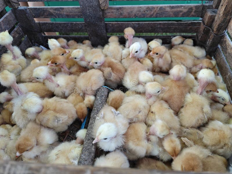 Closely Packed Baby Chicks in the Crowded Container. Stock Image ...