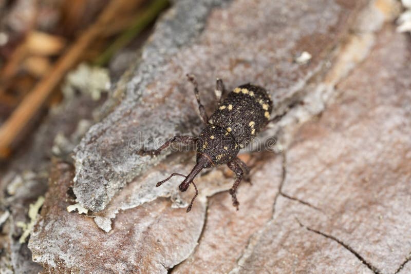 Pissodes Weevil, Pissodes Pini on Pine Stock Image - Image of pine ...