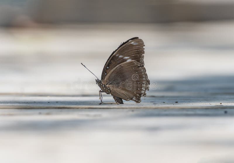 Old Butterfly Resting on Ground Stock Photo - Image of natural, leaf ...